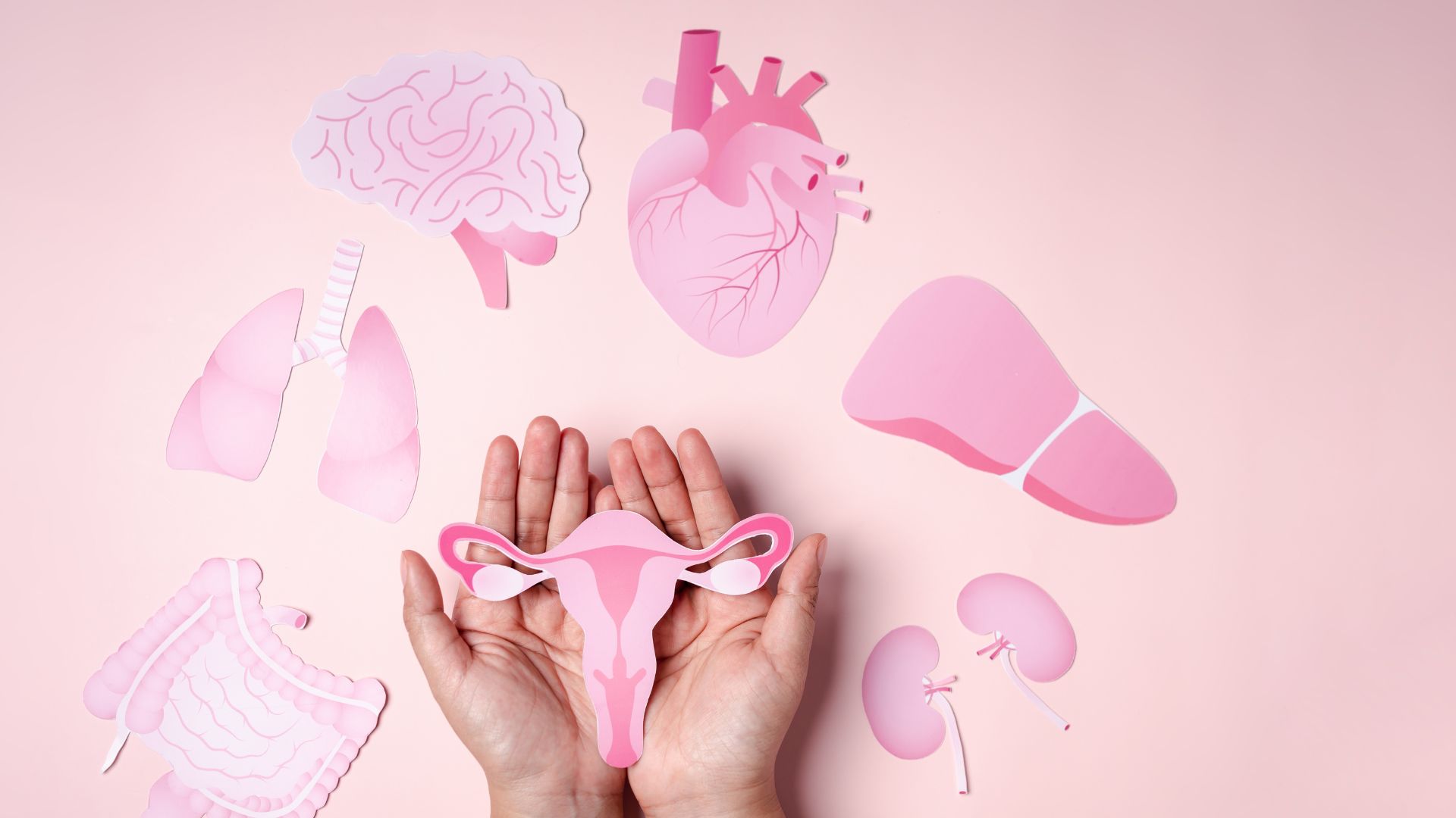 El ciclo menstrual